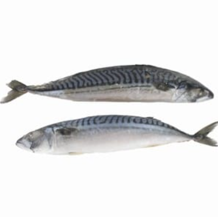 Frozen Titus Fish – Acor Farmstead